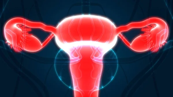 Sistema Reprodutor Feminino Sem Rotulos