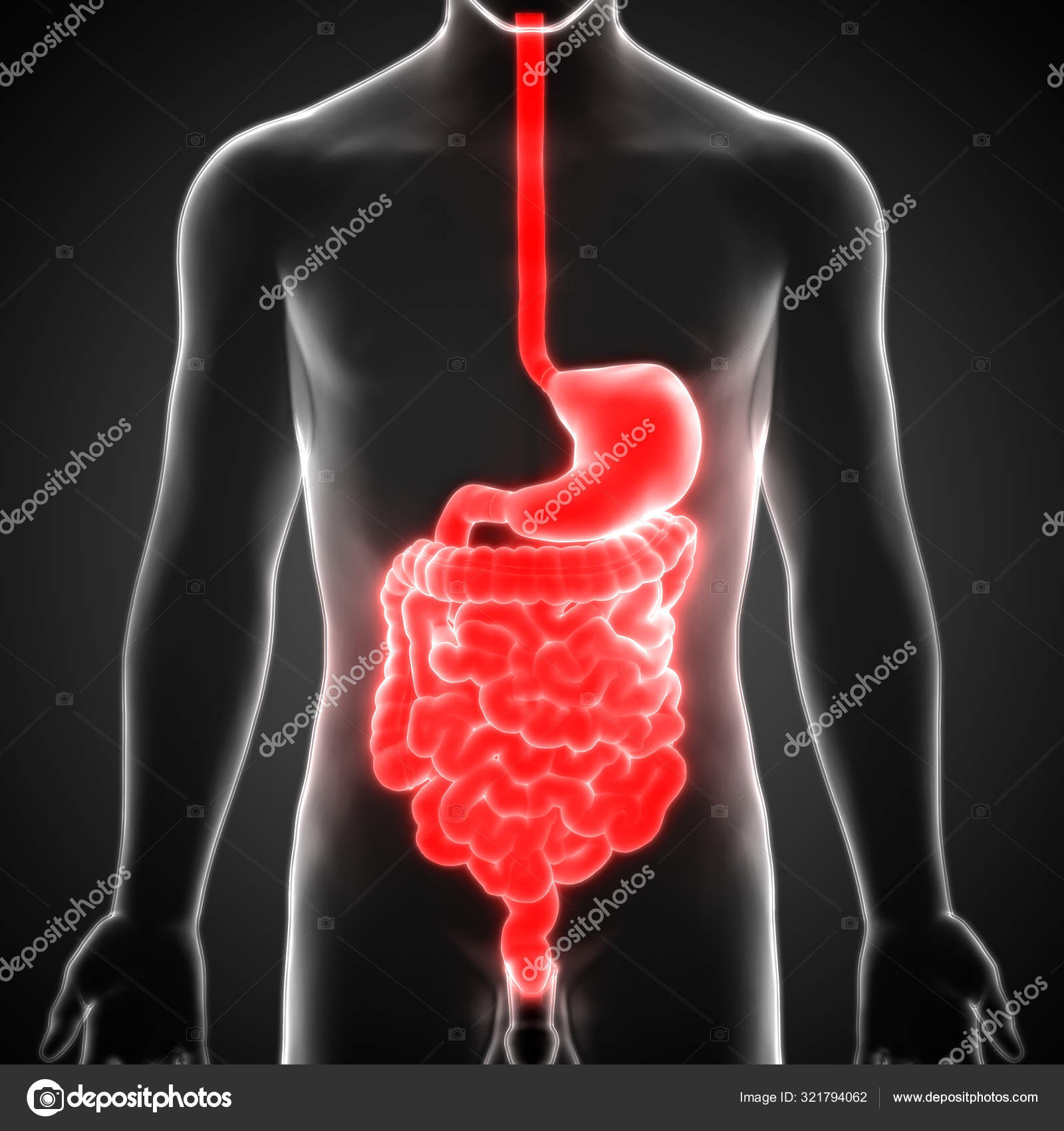 Estómago Del Sistema Digestivo Humano Con Anatomía Del Intestino ...
