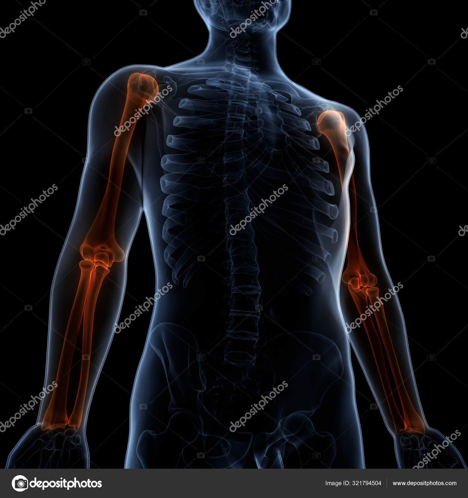Human Skeleton System Bone Hands Joints Anatomy Illustration — Stock ...