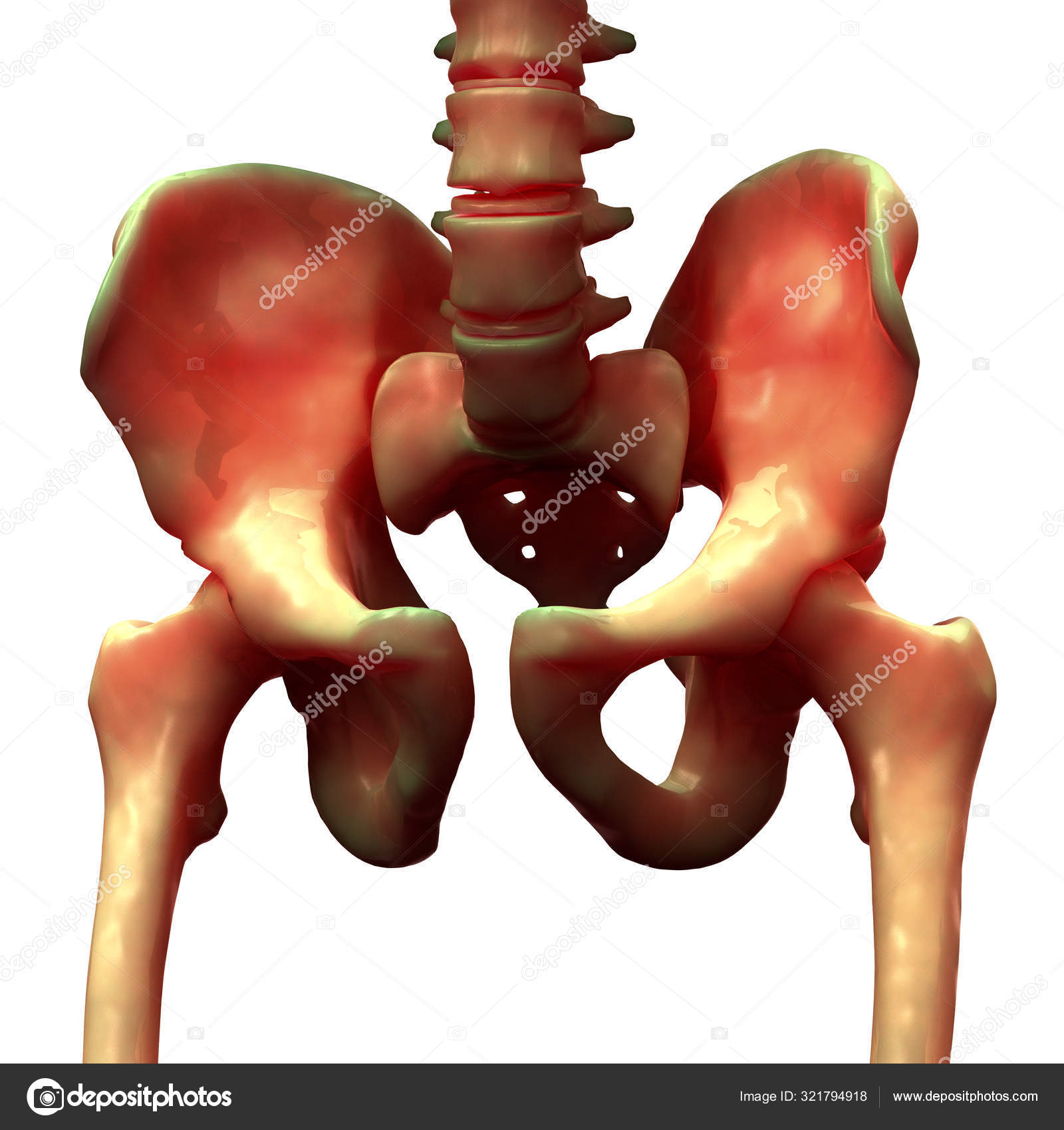 Squelette humain Hanche et bassin image libre de droit par magicmine ...