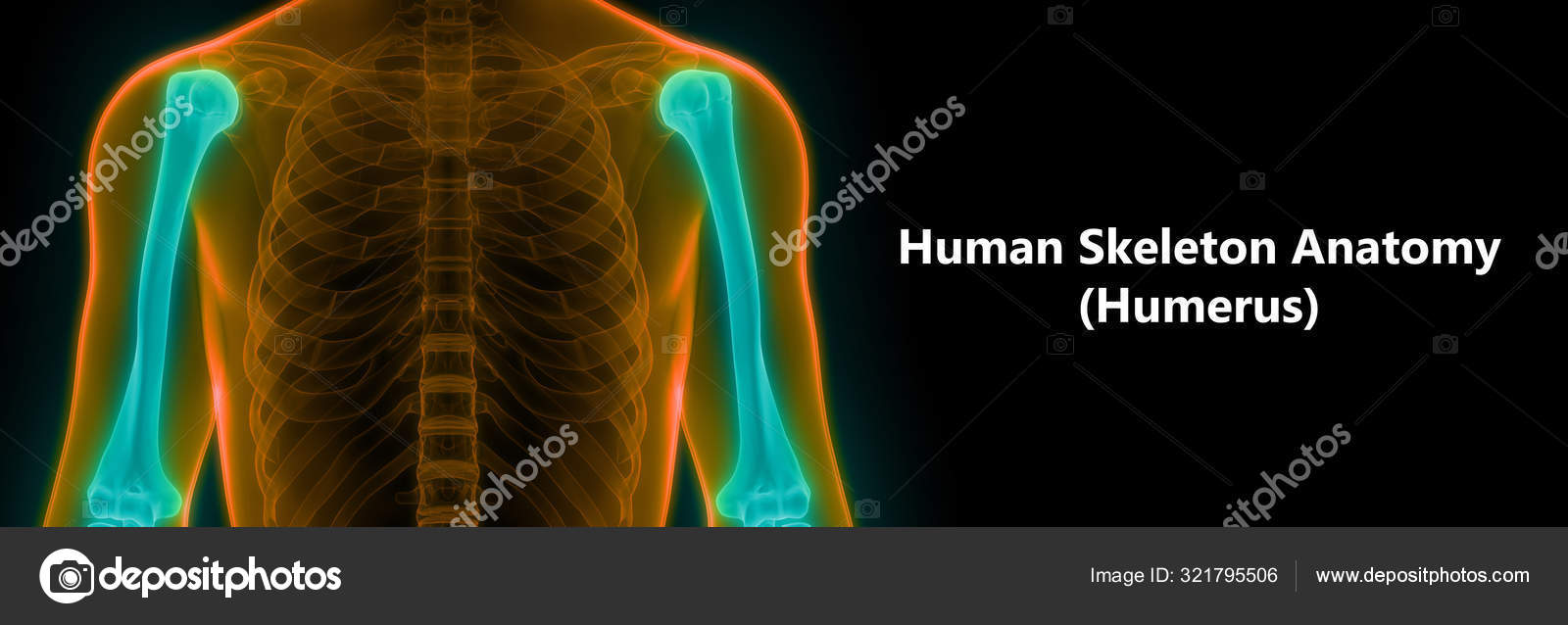 Human Anatomy Humerus Bone Stock Illustration Download