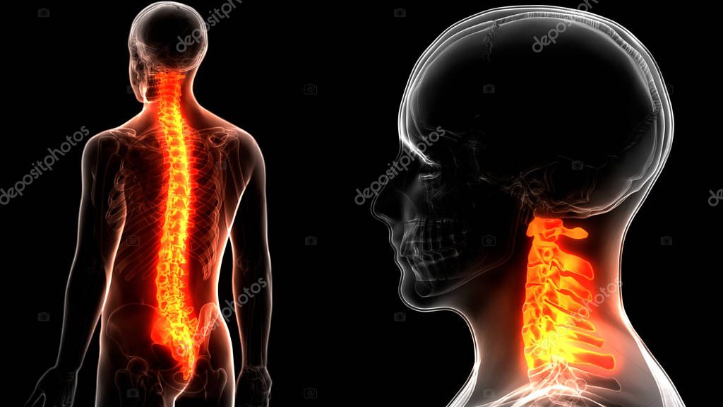 Columna vertebral V rtebras tor cicas de la anatom a del sistema esquel tico humano. 3D ...