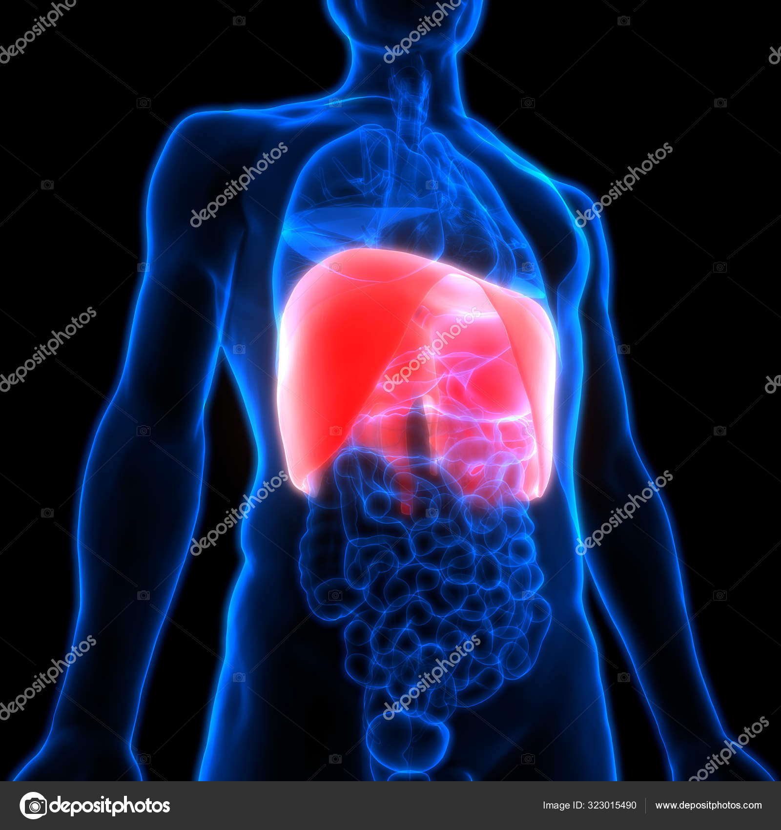 Human Diaphragm Anatomy Stock Photo by ©magicmine 323015490