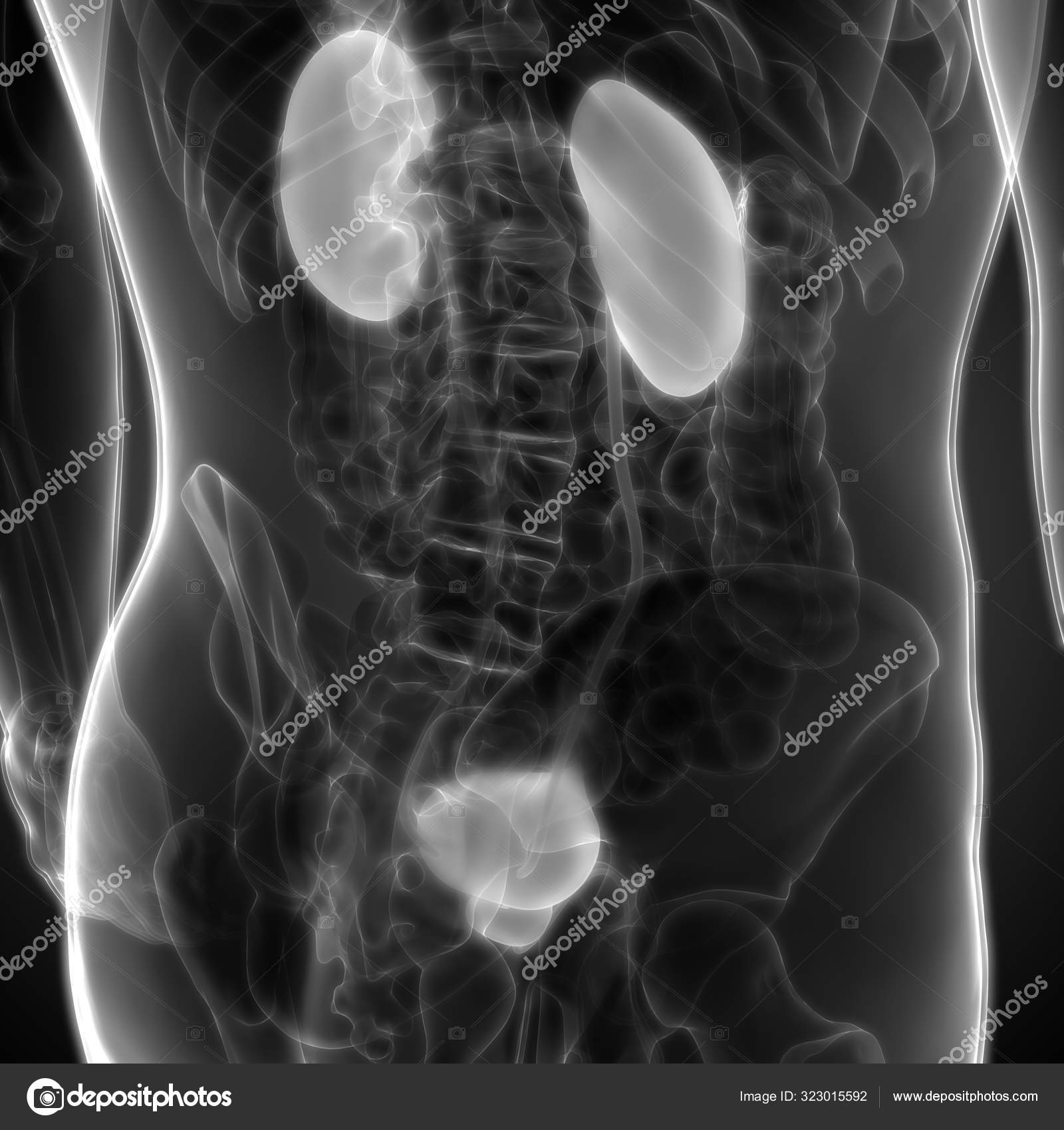 Male Urinary System Kidneys Bladder Anatomy — Stock Photo © magicmine ...