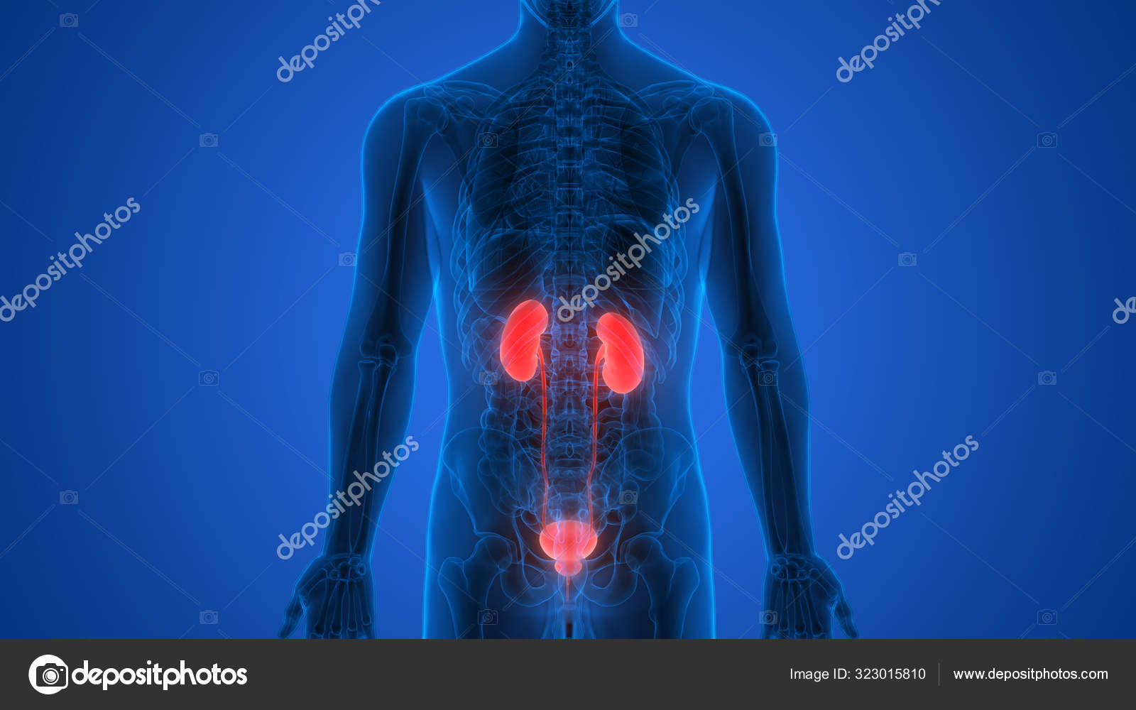 Human Urinary System Kidneys Bladder Anatomy — Stock Photo © magicmine ...