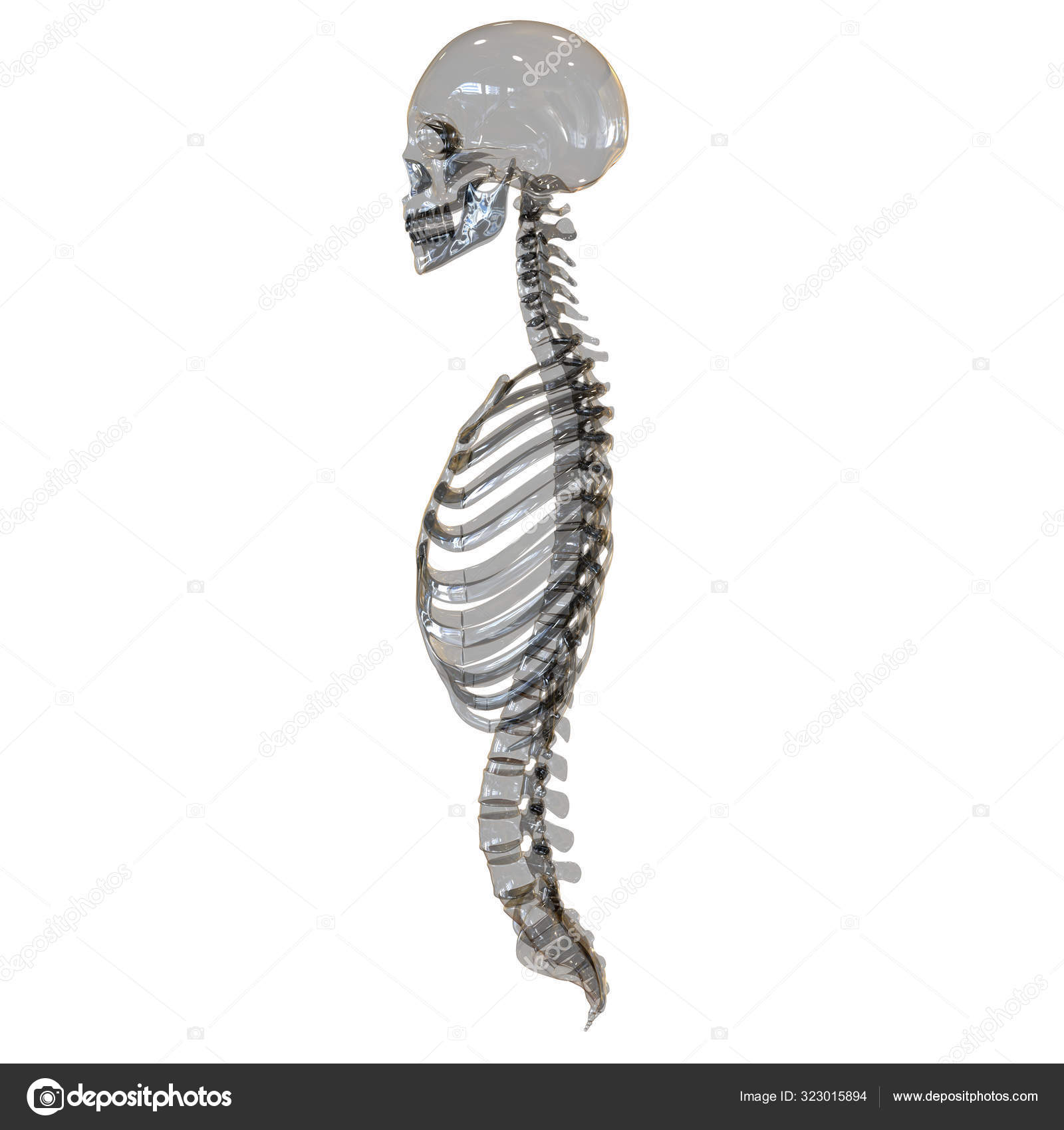 Skeleton Axial System