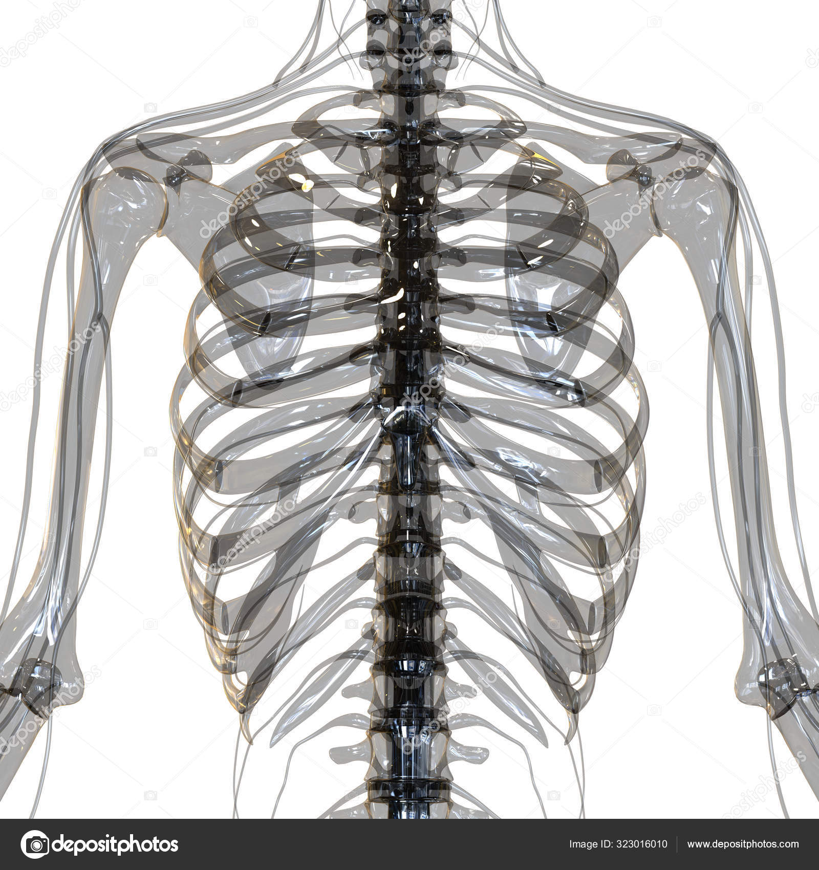 Axial Skeleton Thoracic Cage