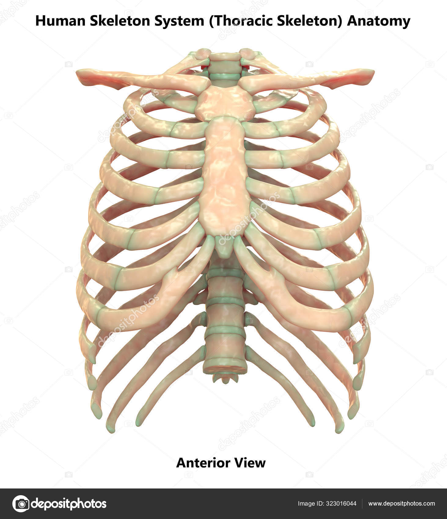 Système Squelettique Humain Anatomie Squelette Axial Vue Postérieure ...