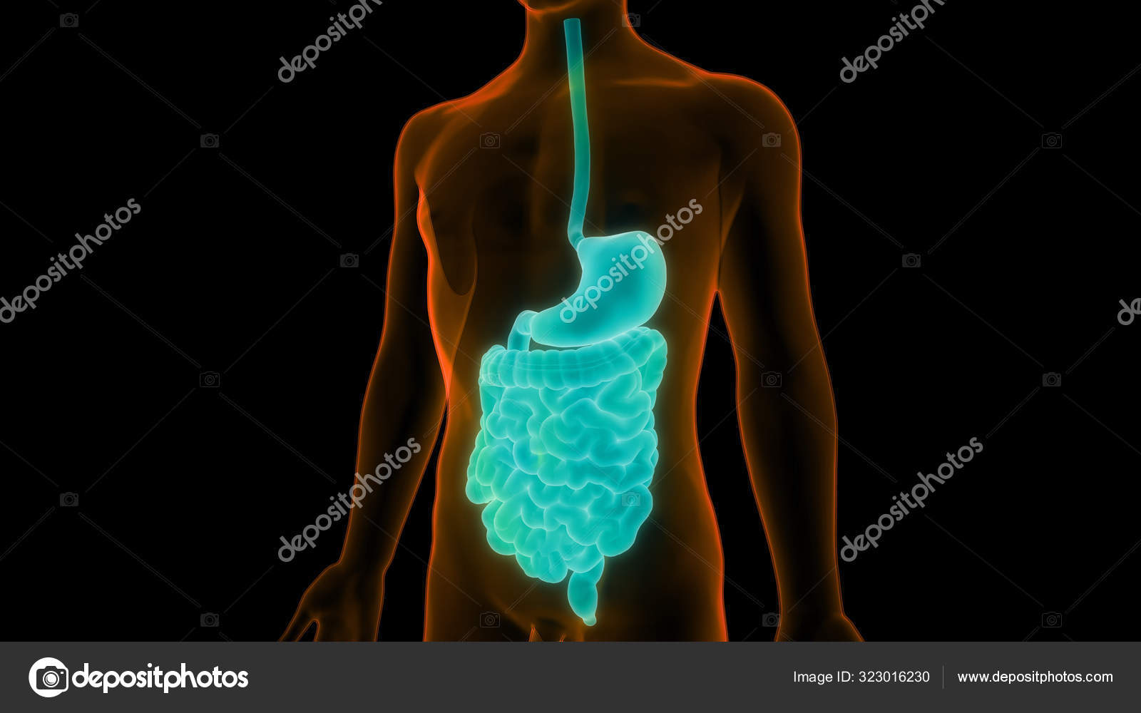 Human Digestive System Stomach Intestine Anatomy — Stock Photo ...