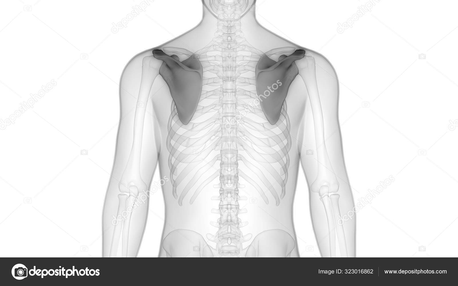 Human Skeleton System Scapula Bones Anatomy — Stock Photo © magicmine ...