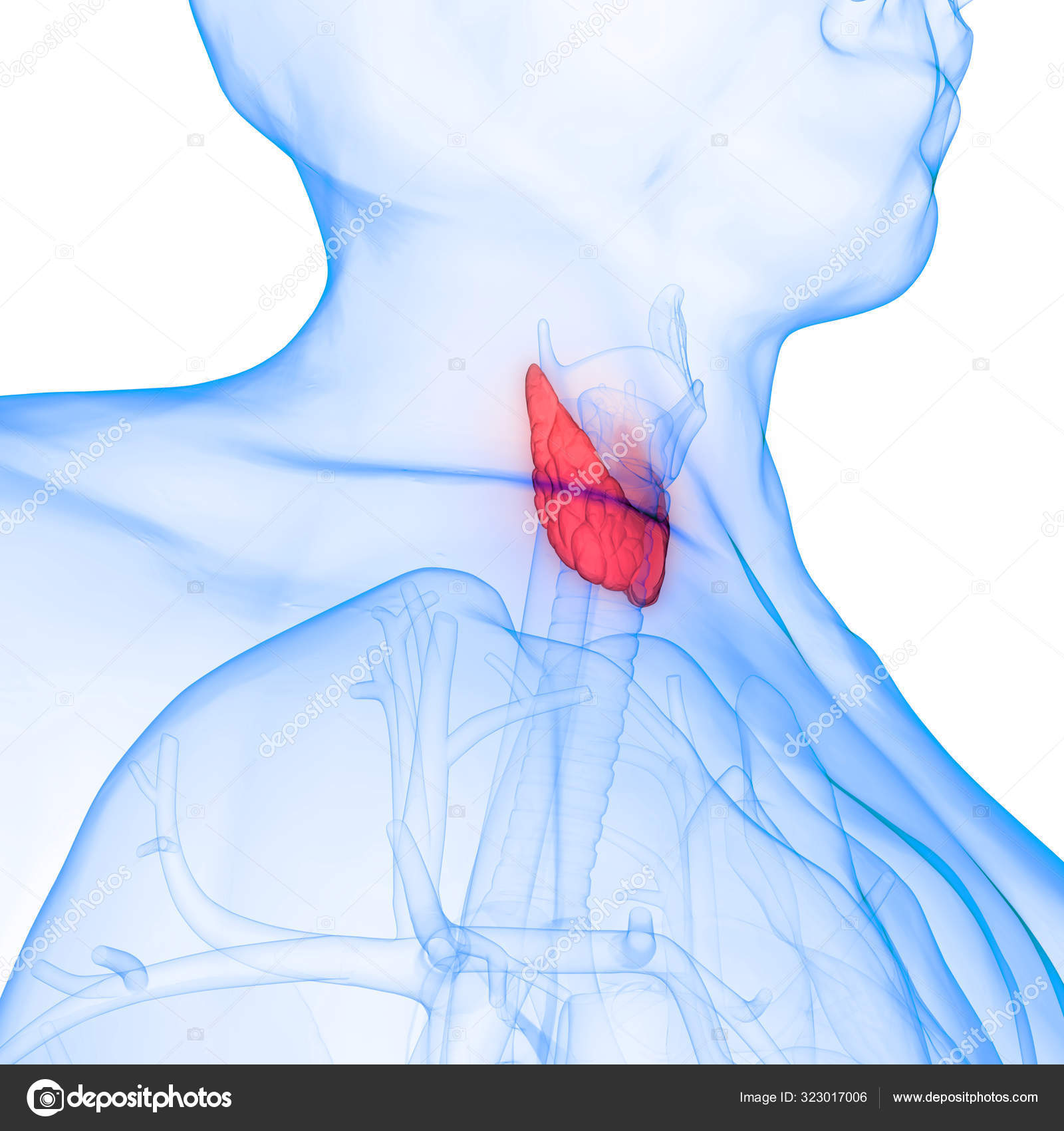 Anatomía Las Glándulas Humanas — Foto de stock © magicmine #323017006
