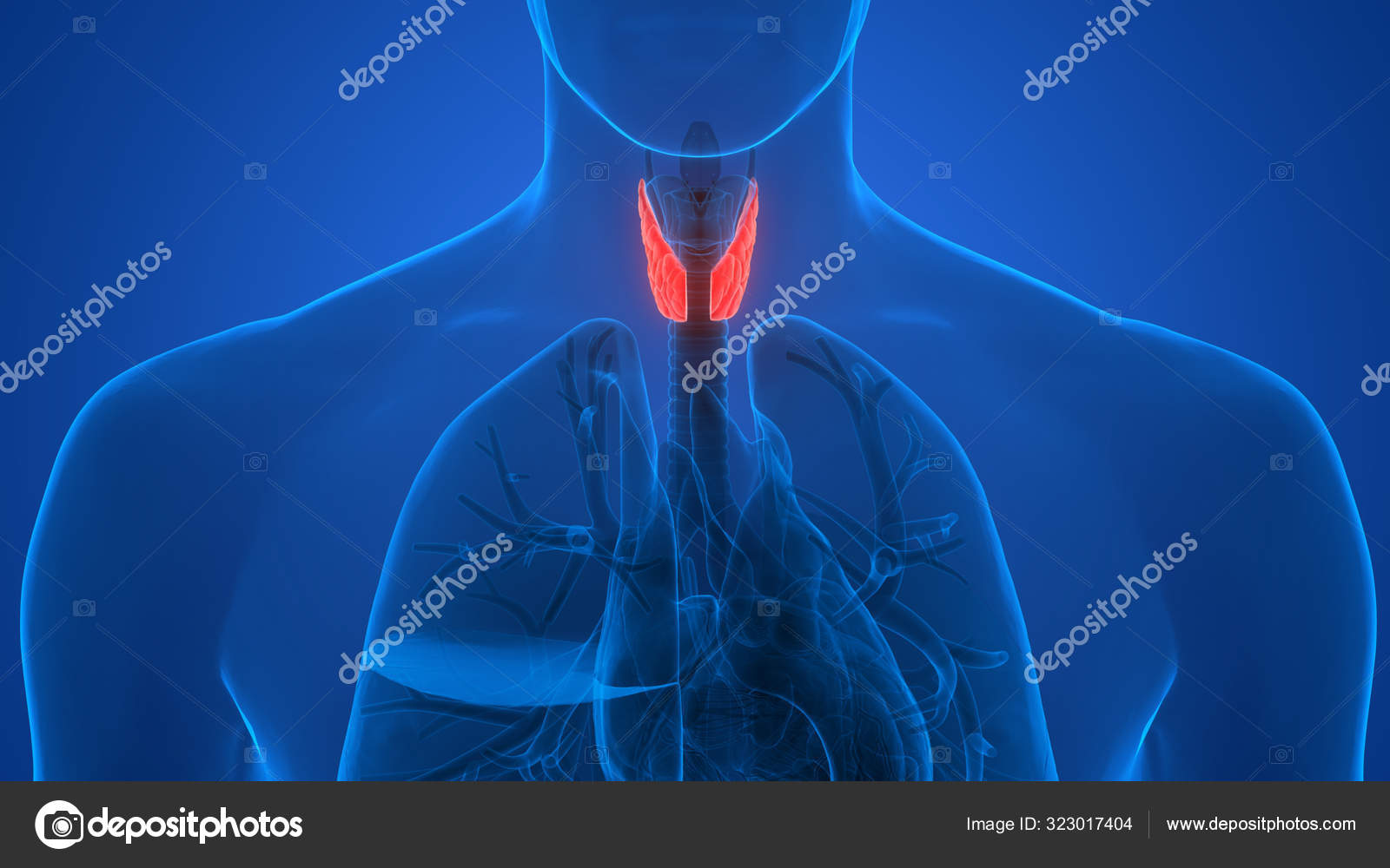 Anatomía Las Glándulas Humanas: fotografía de stock © magicmine ...