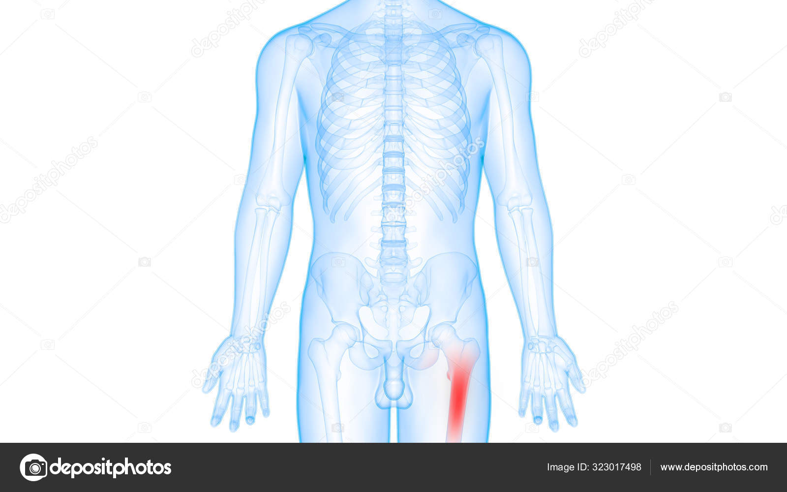 Human Skeleton System Bone Joints Anatomy Stock Photo by ©magicmine ...