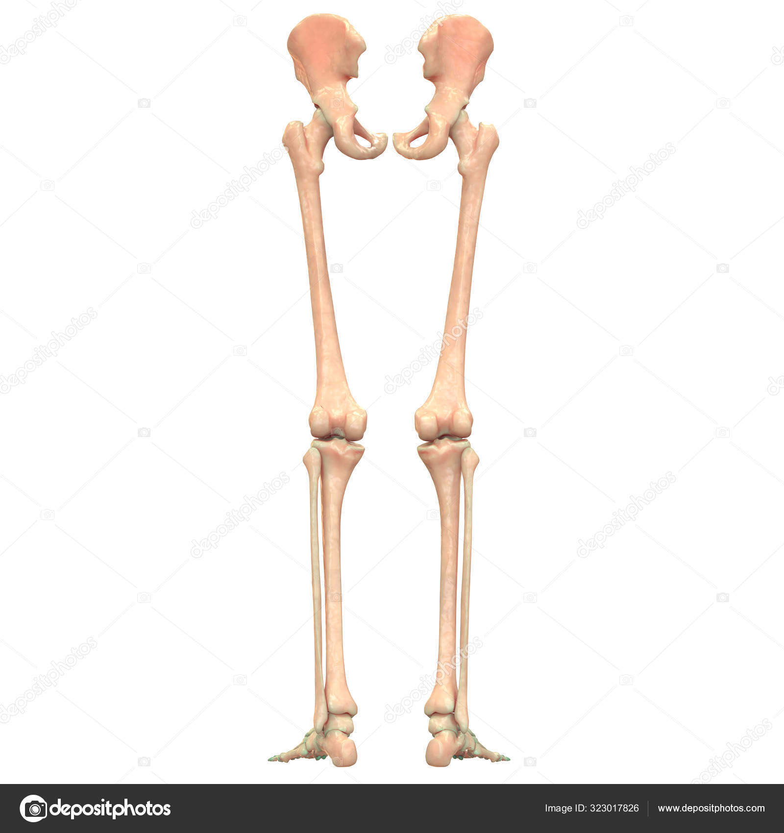 Download - Human Skeleton System Hip Bones Anatomy — Stock Image