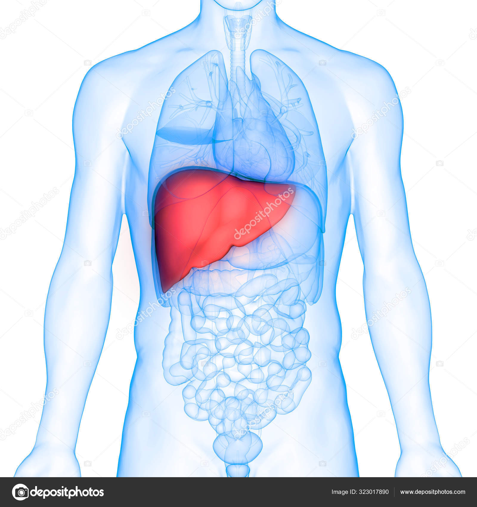 Anatomia Fígado Órgão Digestivo Interno Humano — Fotografias de Stock ...