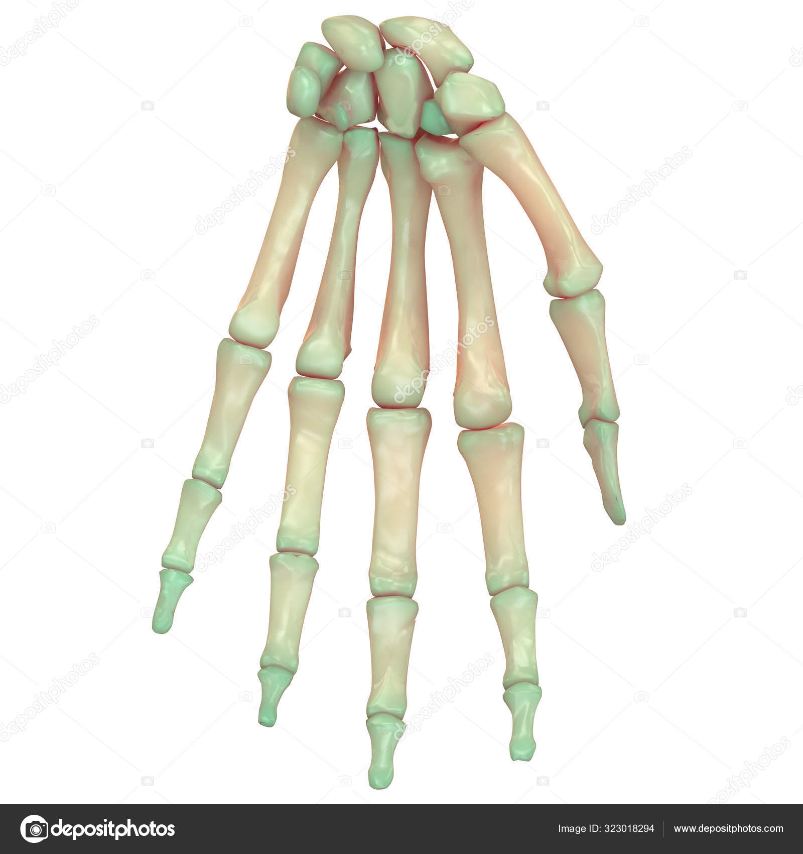 Skeleton Hands Anatomy