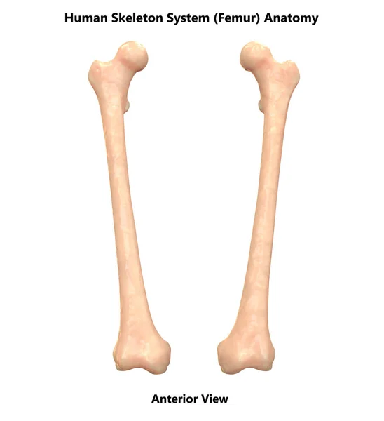 Human Femur bone Stock Photo by ©sciencepics 132653828