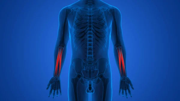 Sistema esquel tico humano Anatom a de las articulaciones seas. 3D 2024