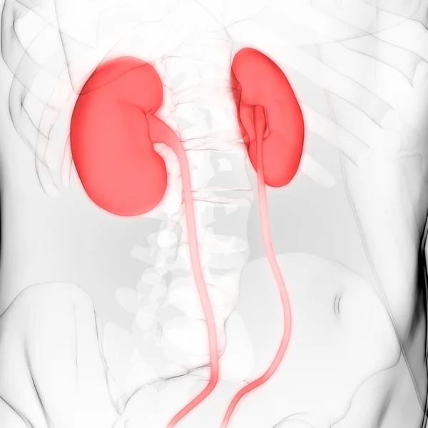 Human Circulatory System Heart Anatomy Stock Photo by ©magicmine 389216532