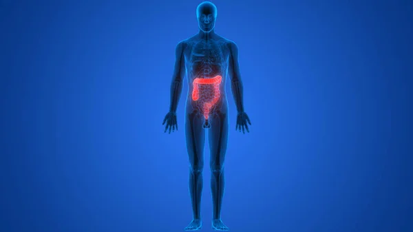 Human Digestive System Large Intestine Anatomy Posterior View. 3D ...