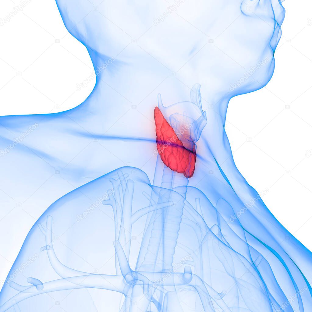 Anatomía Las Glándulas Humanas — Foto de stock © magicmine #323017006