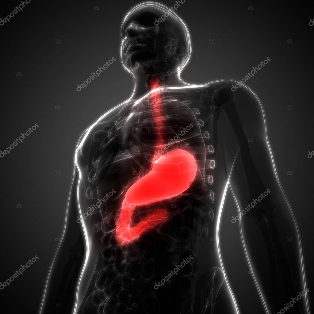 Anatomía del estómago del sistema digestivo humano. 3D 2023