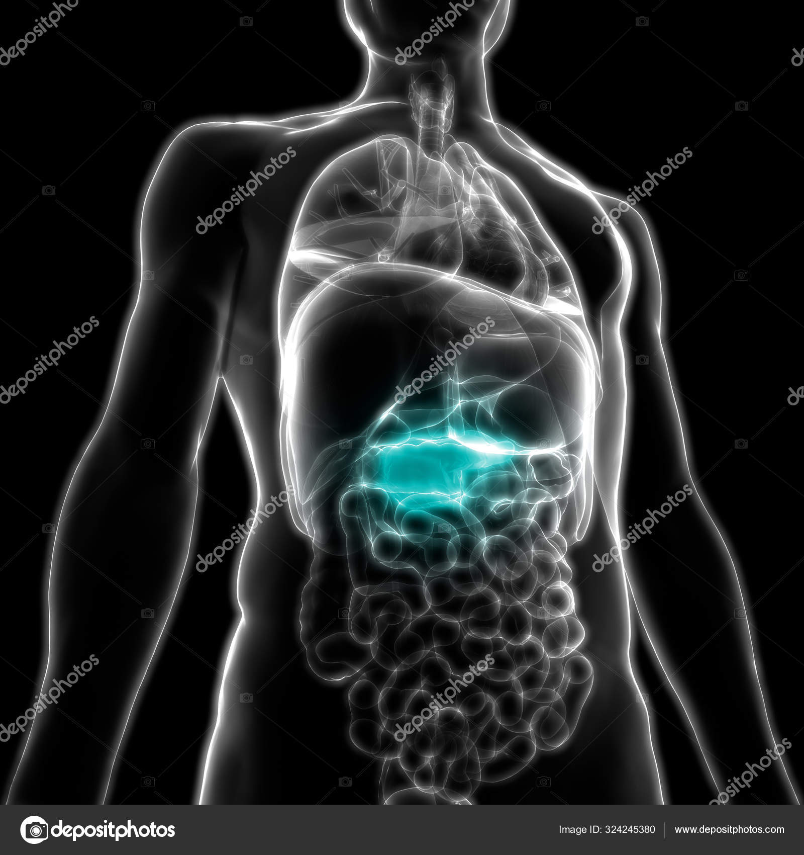 Human Internal Digestive Organ Pancreas Anatomy Illustration Stock ...