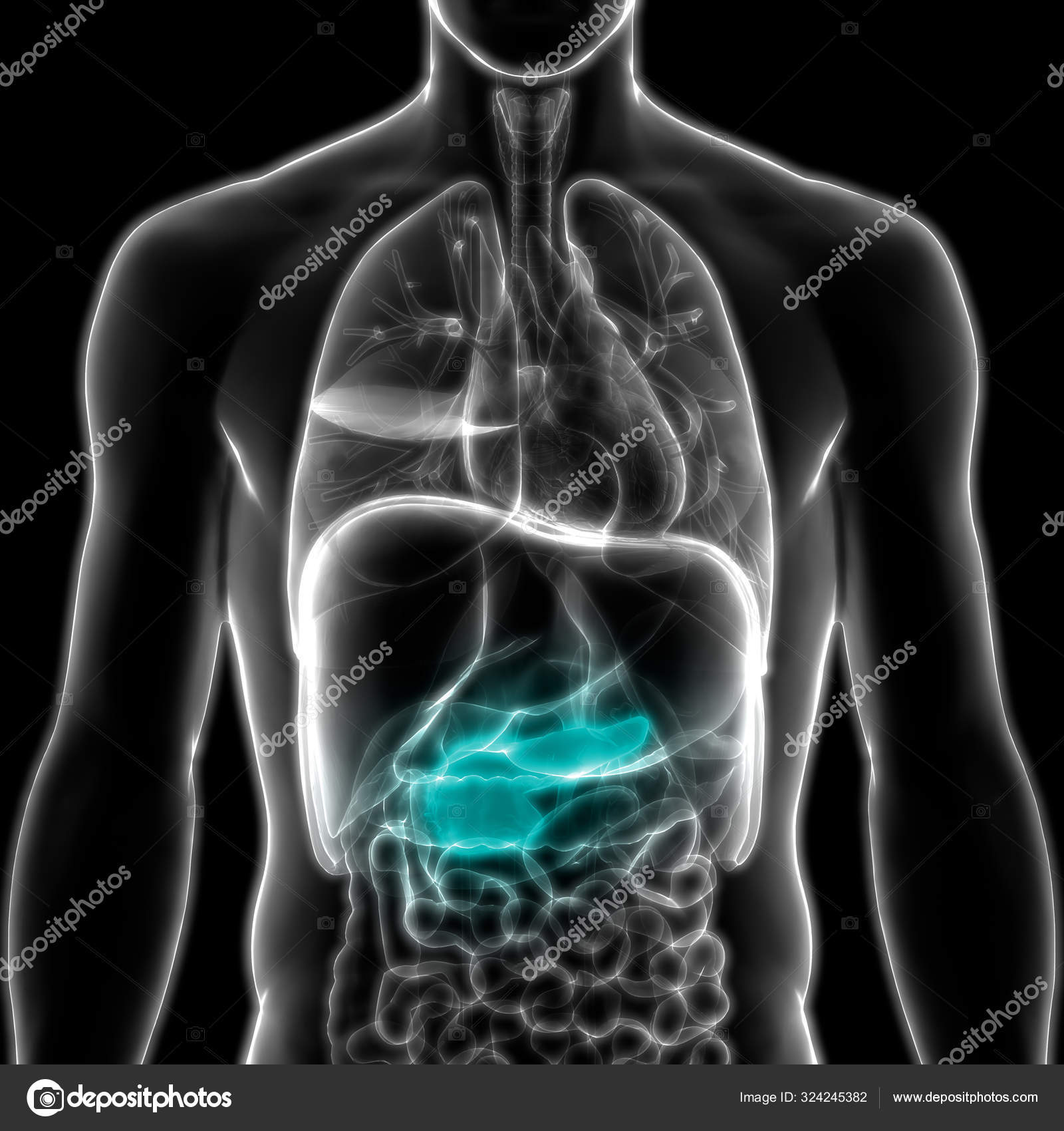 Human Internal Digestive Organ Pancreas Anatomy Illustration Stock ...