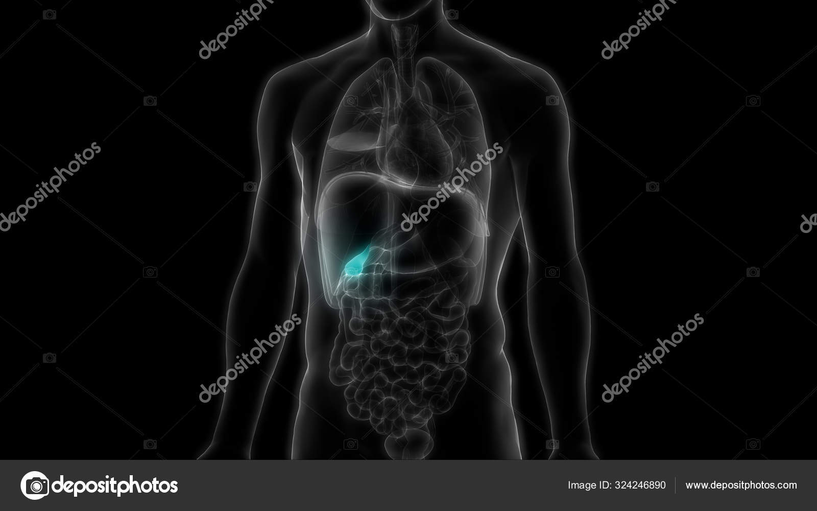 Órgano Digestivo Interno Humano Anatomía Del Páncreas Ilustración ...