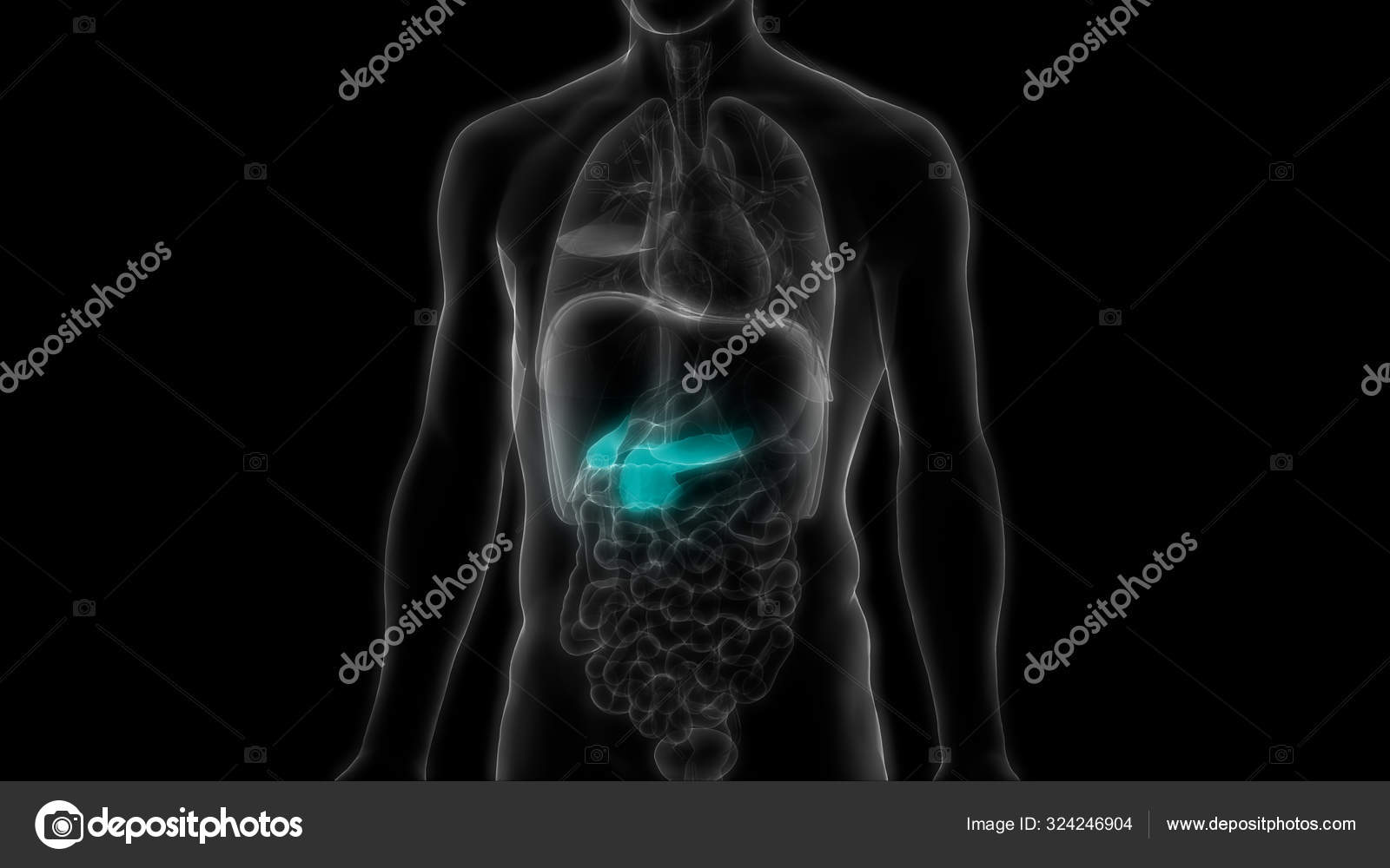 Human Internal Digestive Organ Pancreas Anatomy Illustration — Stock ...