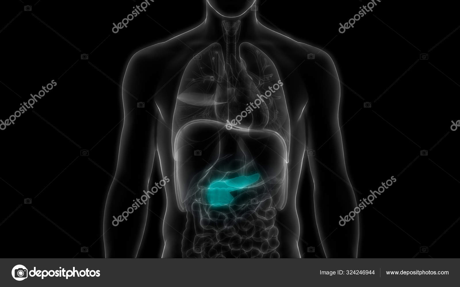 Human Internal Digestive Organ Pancreas Anatomy Illustration — Stock ...