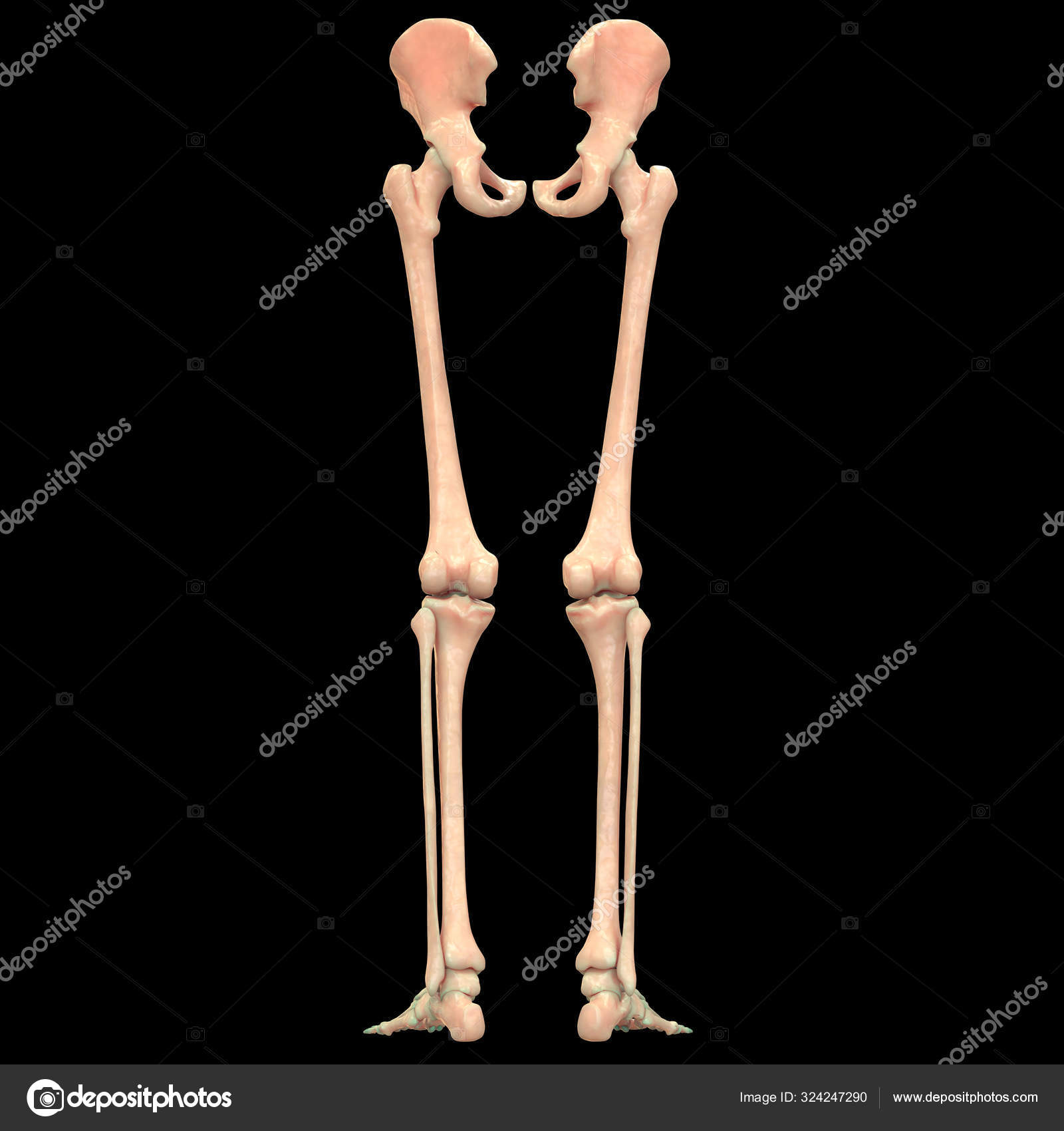 Human Legs Illustration Stock Photo by ©magicmine 324247290