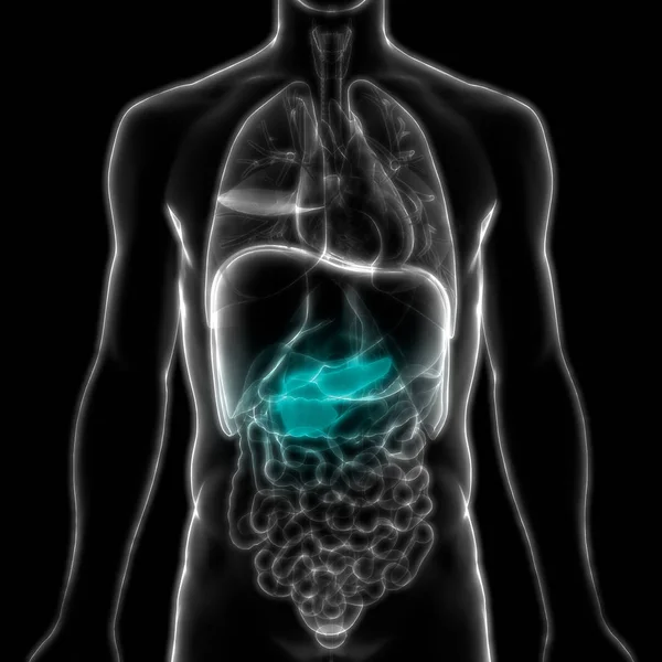 Human Pancreas Images - Search Images on Everypixel