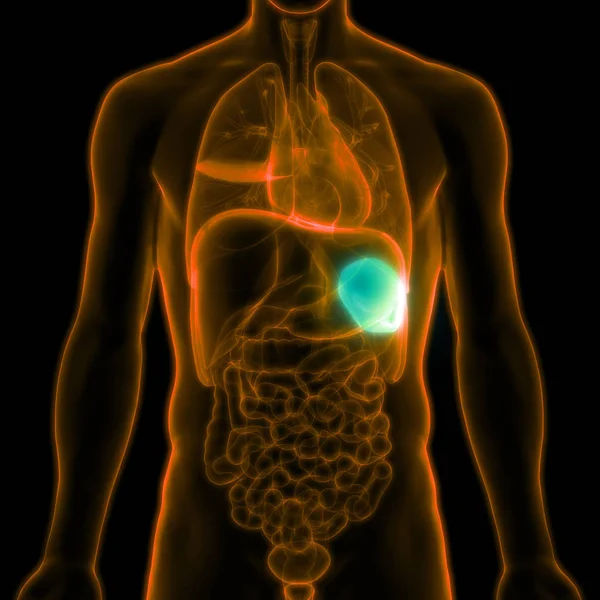 Human Internal Digestive Organ Pancreas Anatomy Illustration Stock ...