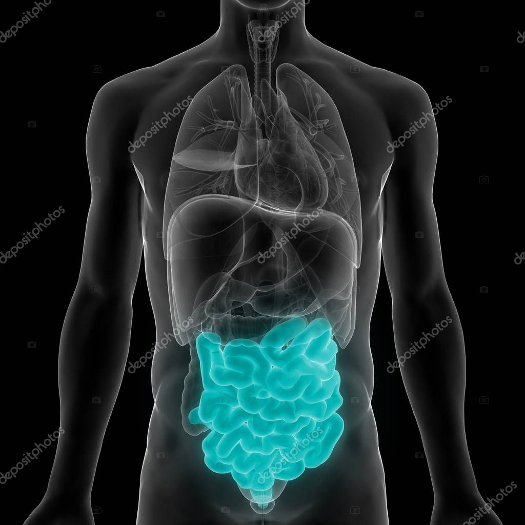 Sistema digestivo humano Anatomía del intestino delgado y grueso. 3D ...