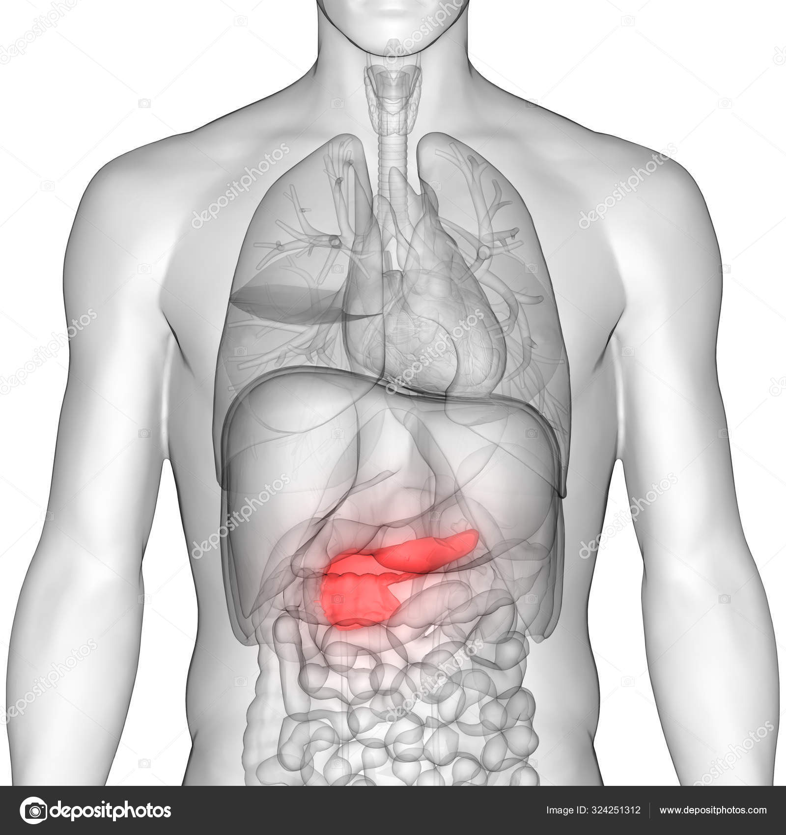 Human Internal Digestive Organ Pancreas Anatomy Illustration — Stock ...