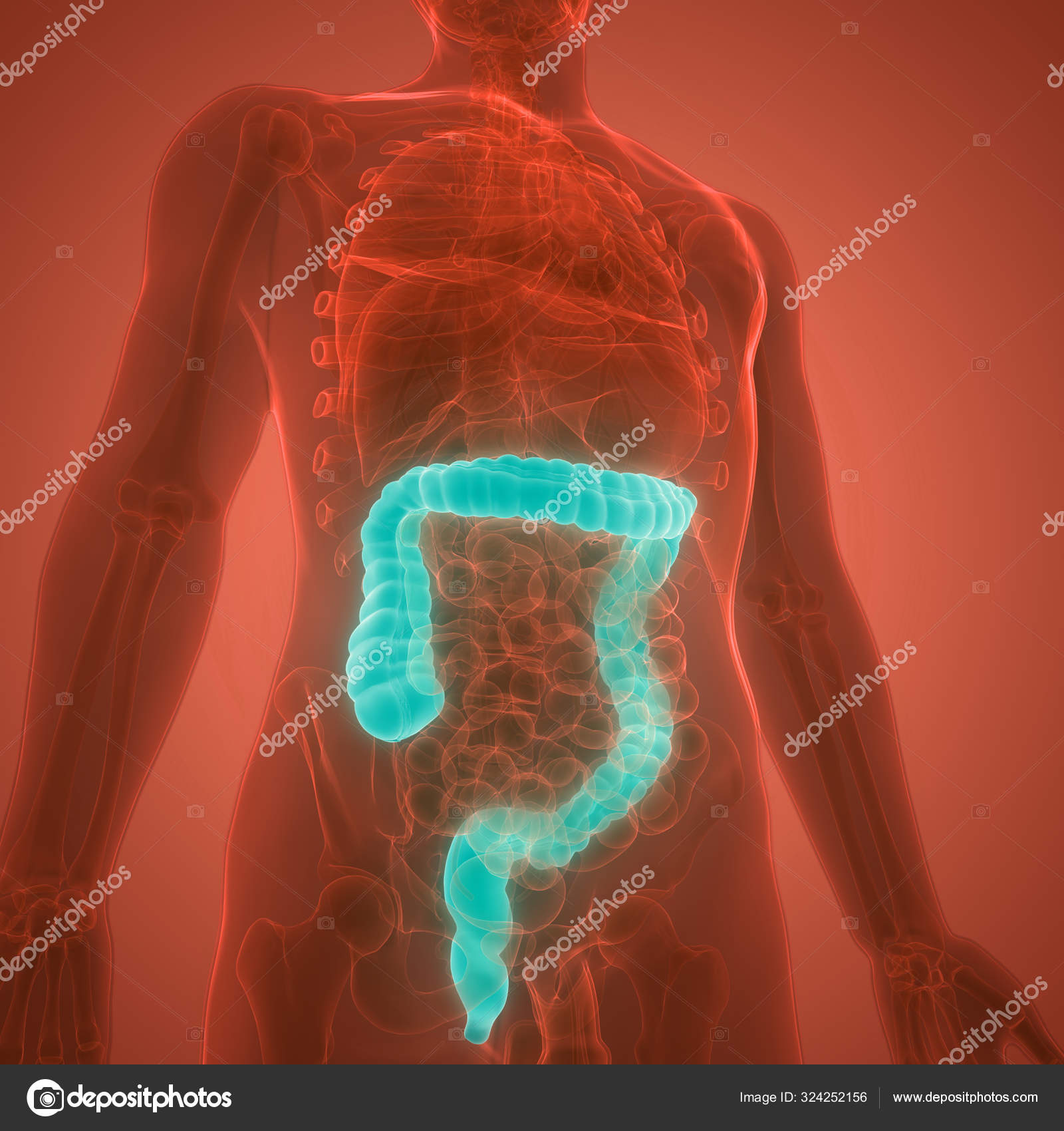 Sistema Digestivo Humano Anatomia Intestinal Grande Ilustração — Foto ...