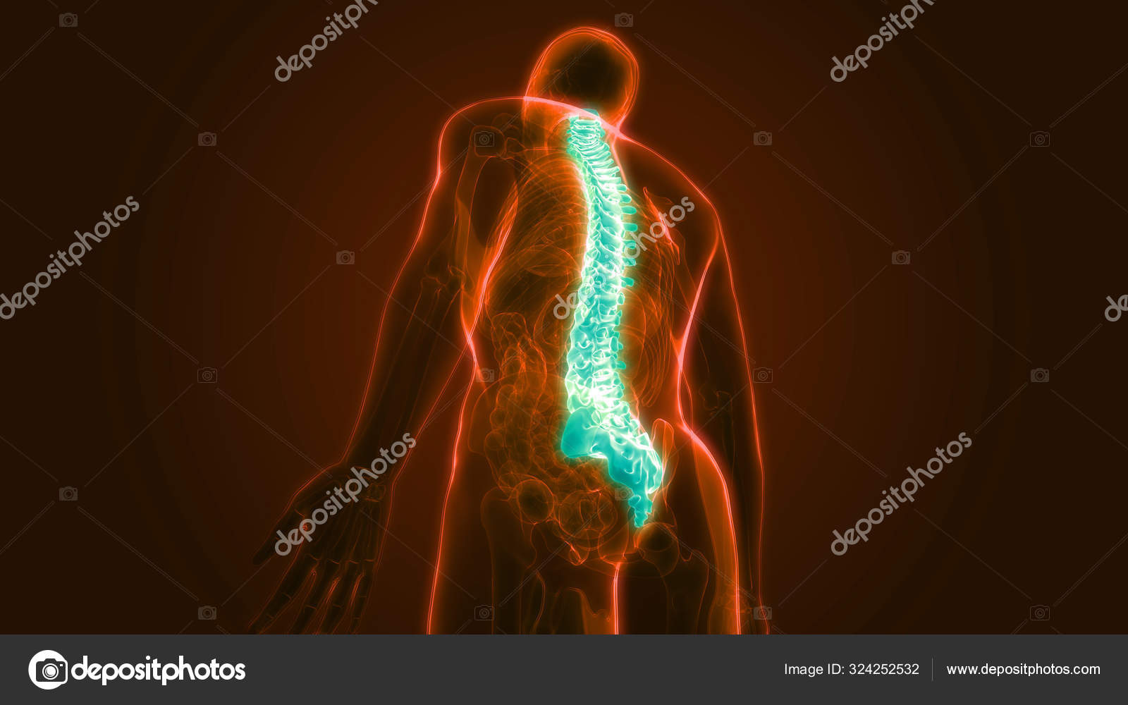 Human Skeleton Vertebral Column Anatomy Illustration — Stock Photo ...