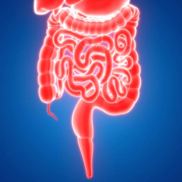 Digestive System Anatomy Cadaver
