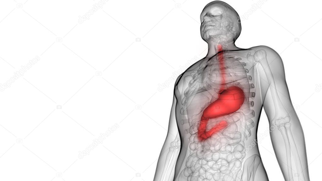 Apparato Digerente Umano Anatomia Dello Stomaco Illustrazione - Foto ...