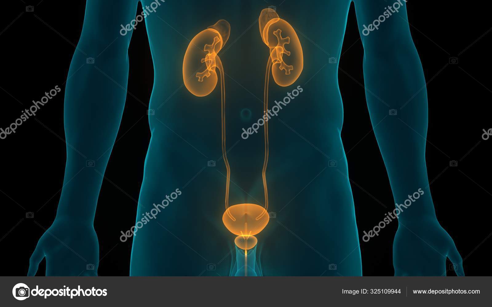 Human Urinary System Kidneys Bladder Anatomy Stock Photo by ©magicmine ...