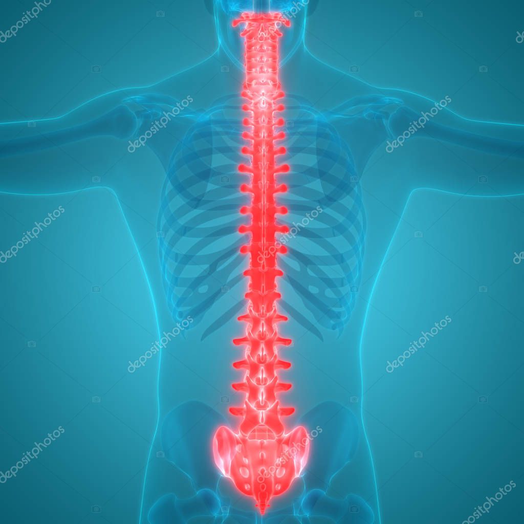 Columna vertebral de anatom a del sistema esquel tico humano. 3D 2024