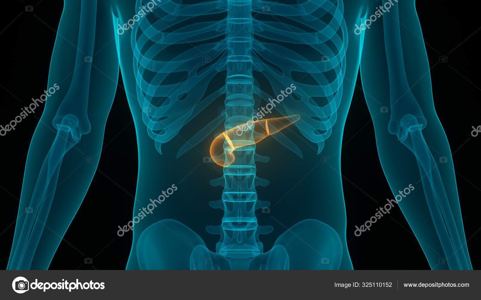 Órgano Digestivo Interno Humano Anatomía Del Páncreas Ilustración ...