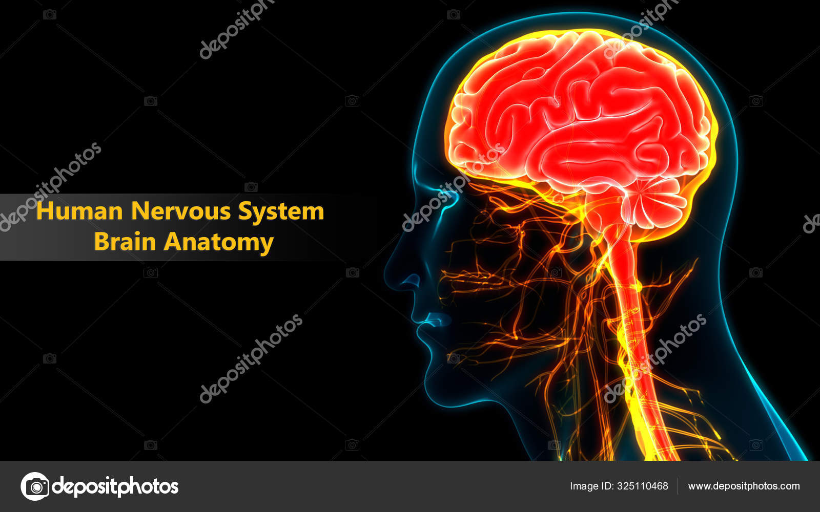 Central Organ Human Nervous System Anatomy Stock Photo by ©magicmine ...