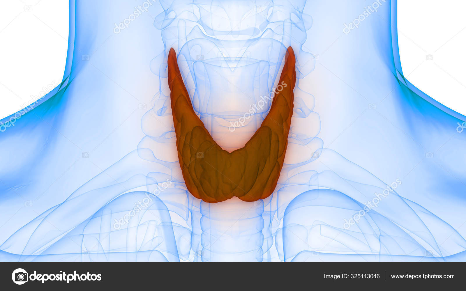 Modelo De Anatomia Da Glandula Tireoide Histologia 2
