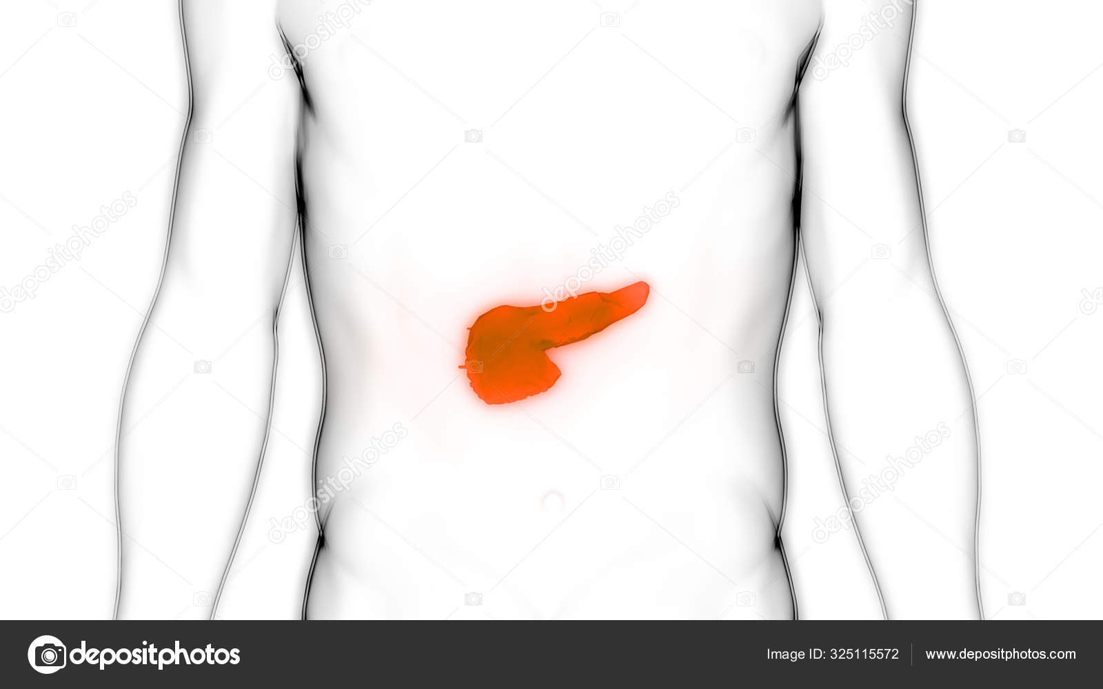 Human Internal Digestive Organ Pancreas Anatomy Illustration — Stock ...