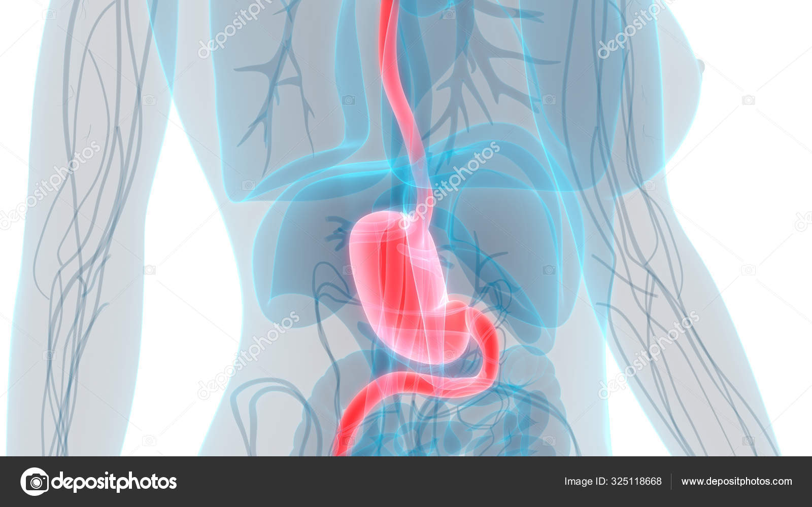 Anatomia Estômago Sistema Digestivo Humano Ilustração fotos, imagens de ...