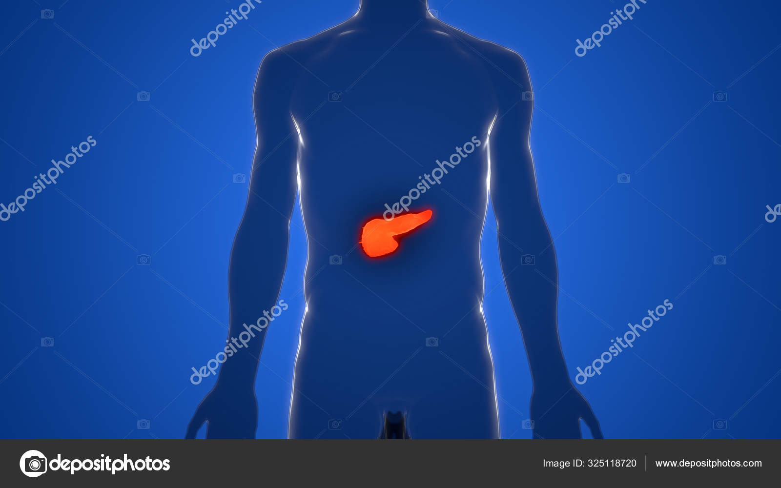 Human Internal Digestive Organ Pancreas Anatomy Illustration — Stock ...