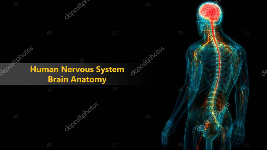 rgano central de anatom a del sistema nervioso humano. 3D 2024