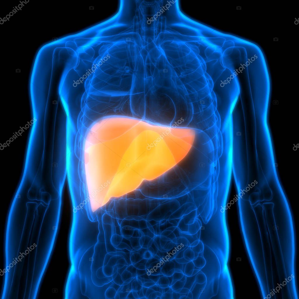 Human Internal Digestive Organ Liver Anatomy (en ingl s). 3D 2024